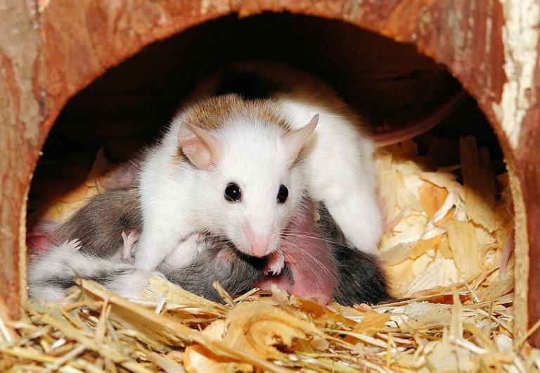 Parental Instinct Is Present in Both Male and Female Mice According to ...
