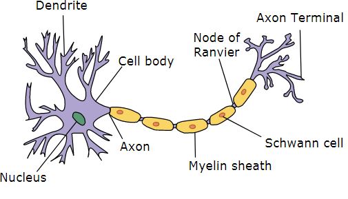 Intermittent Fasting Has a Regenerative Effect on Nerves Study Shows ...