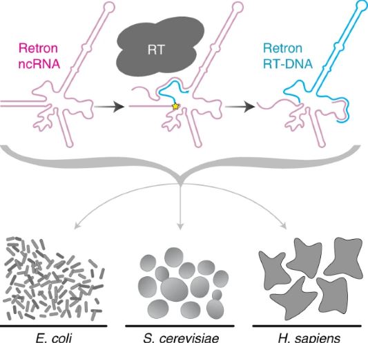 Retron-Derived New Technology Revolutionizes Gene Editing in Human ...
