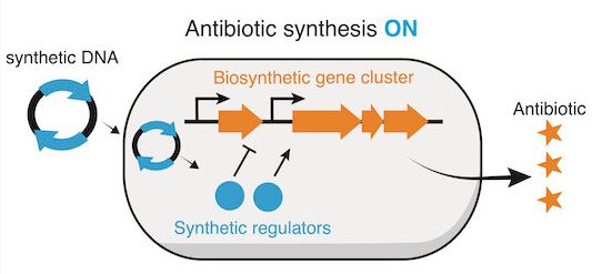 Harnessing Hidden Bacterial Genes for Antibiotic Synthesis Could Help ...