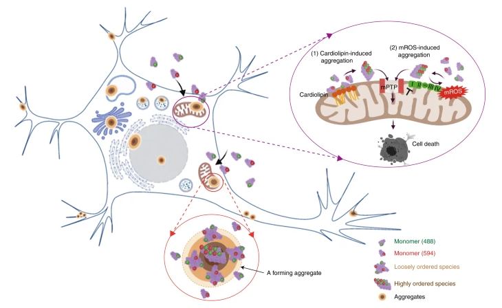 Toxic Protein Accumulation Causes Nerve Damage in Parkinson’s Disease ...