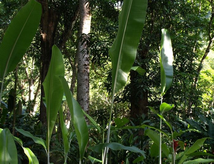 Tropical Soil Microbial Diversity Under Threat From Global Warming ...