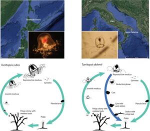 Spanish Scientists Shed Light on Why Jellyfish Turritopsis Dohrnii Can ...