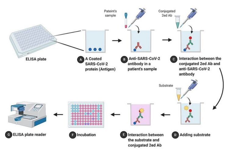 Elisa Assays Explained At Pedro Guevara Blog