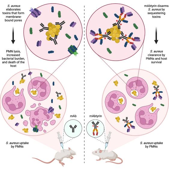 SM1B74: Innovative Antibiotic Targets Resistant Bacteria Without ...