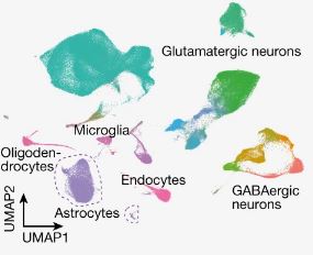 Glutamatergic Astrocytes: A Novel Brain Cell Type with Implications for ...