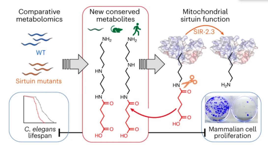 How N-Acylspermidines and Mitochondrial Sirtuins' Impact on Lifespan ...
